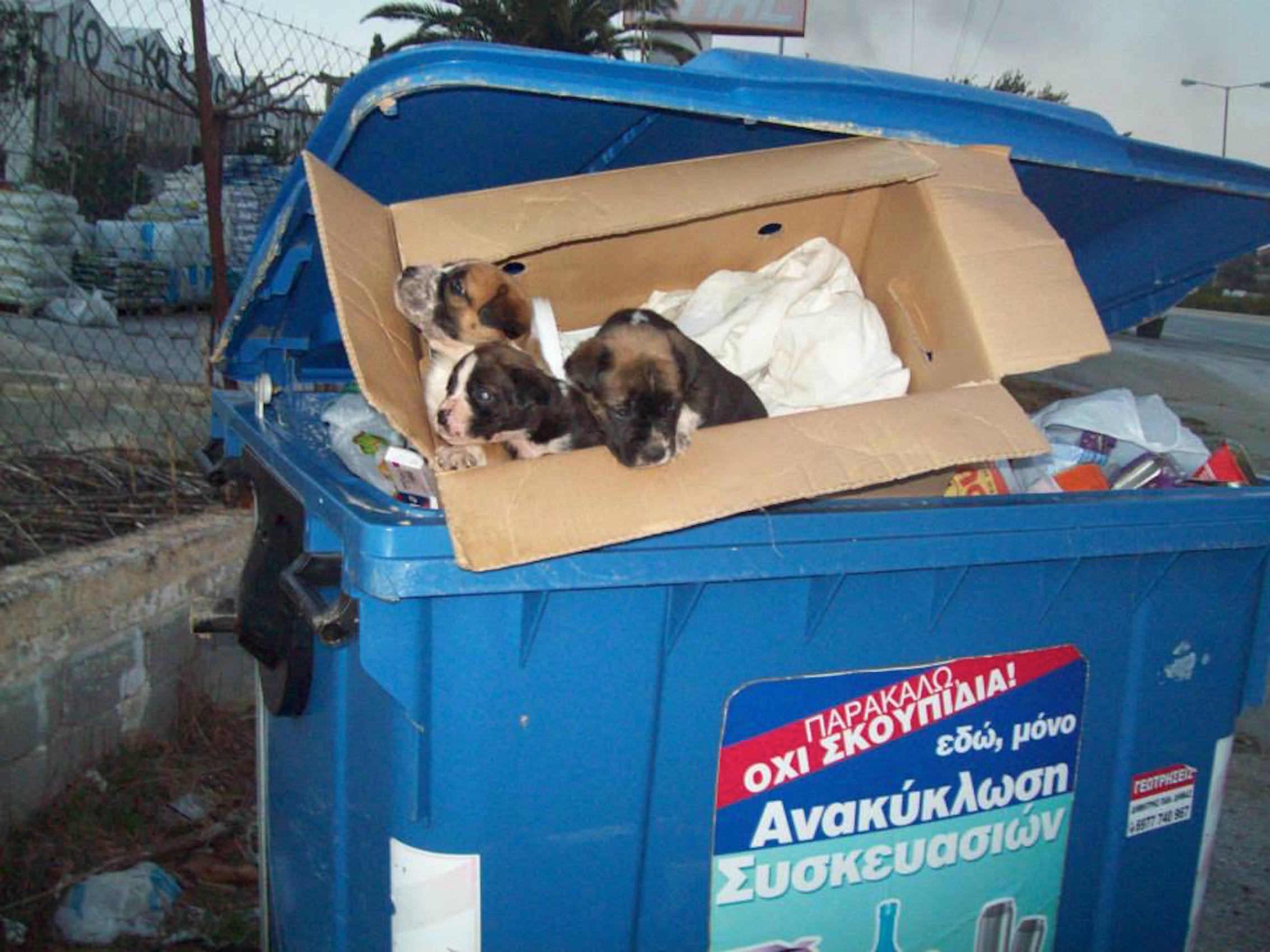 DOG NEWS| Τι σημαίνει BackYard Breeder | All About Dog