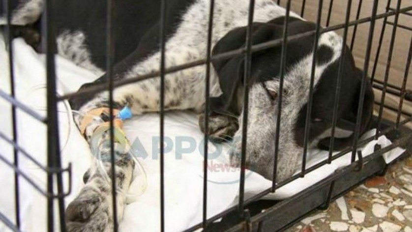 DOG NEWS| ΑΙΓΙΟ : Δηλητηρίασαν σκύλο | All About Dog