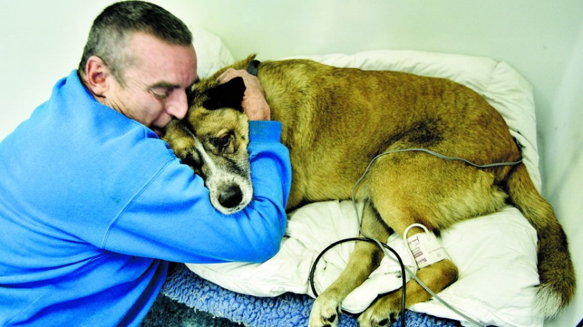DOG NEWS| Αυστραλία: Στο φως οι βάρβαρες μέθοδοι | All About Dog