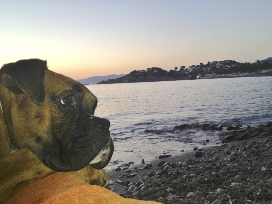 DOG NEWS| Τελικά, επιτρέπονται οι σκύλοι στις | All About Dog