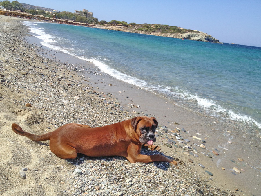 DOG NEWS| Αντηλιακό για σκύλους ,λόγοι και φυσικές | All About Dog