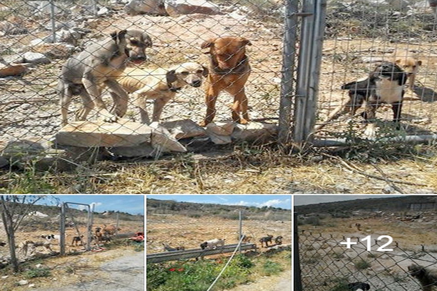 DOG NEWS| Βόλος : Ελευθερώστε τα φυλακισμένα ζώα | All About Dog