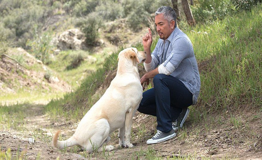DOG NEWS| Εκπαίδευση σκύλων : Διόρθωση | All About Dog