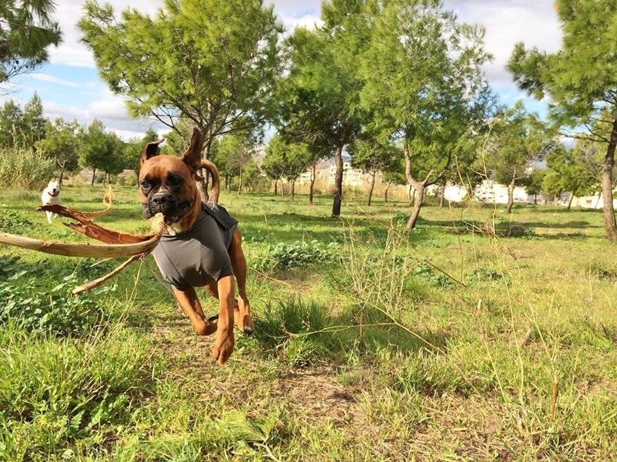 DOG NEWS| Εκπαίδευση σκύλων : Σκύλοι υψηλής | All About Dog
