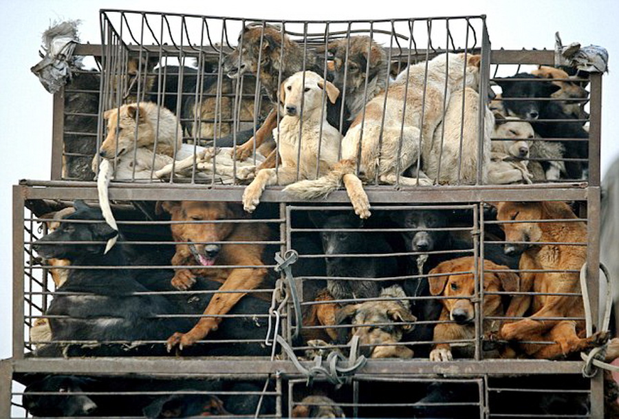 DOG NEWS| Απαλλαγείτε από το σκύλο σας ή θα τον | All About Dog