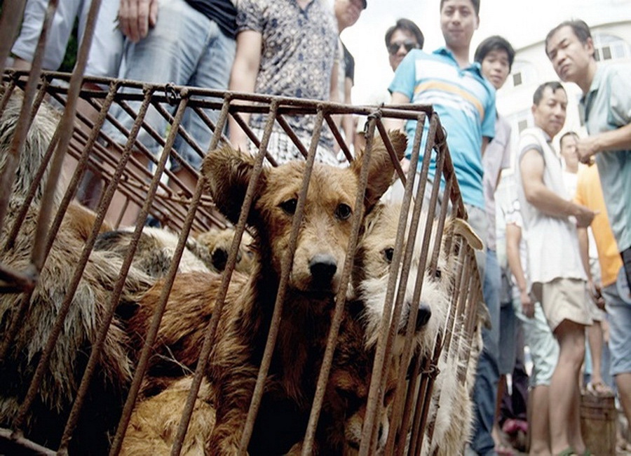 DOG NEWS| Απαλλαγείτε από το σκύλο σας ή θα τον | All About Dog