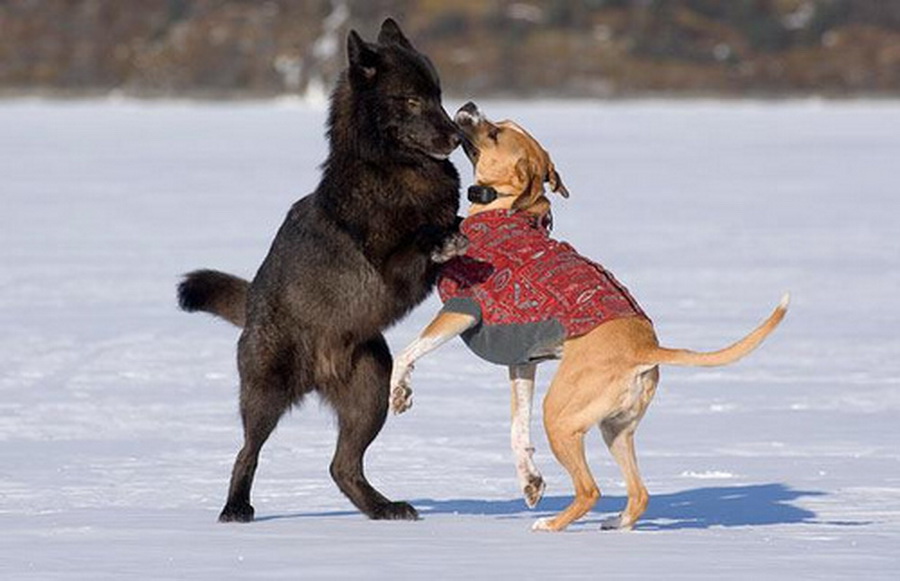 DOG NEWS| Οι λύκοι καλύτεροι στην επίλυση | All About Dog