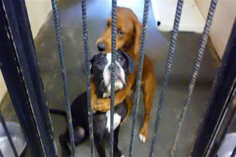 DOG NEWS| Τα "αγκαλιασμένα σκυλιά" σώθηκαν 2 | All About Dog