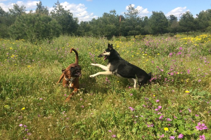 DOG NEWS| Η επιστήμη στο παιχνίδι των σκύλων | All About Dog
