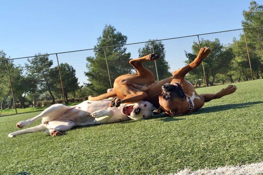 DOG NEWS| Η επιστήμη στο παιχνίδι των σκύλων | All About Dog