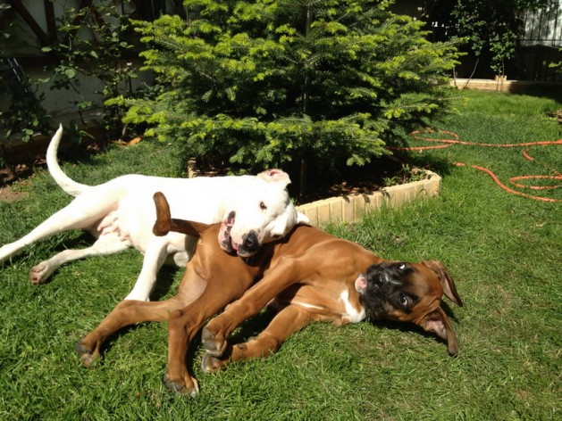 DOG NEWS| Η επιστήμη στο παιχνίδι των σκύλων | All About Dog