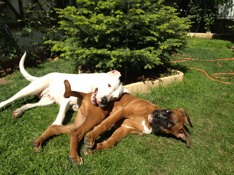 DOG NEWS| Η επιστήμη στο παιχνίδι των σκύλων | All About Dog