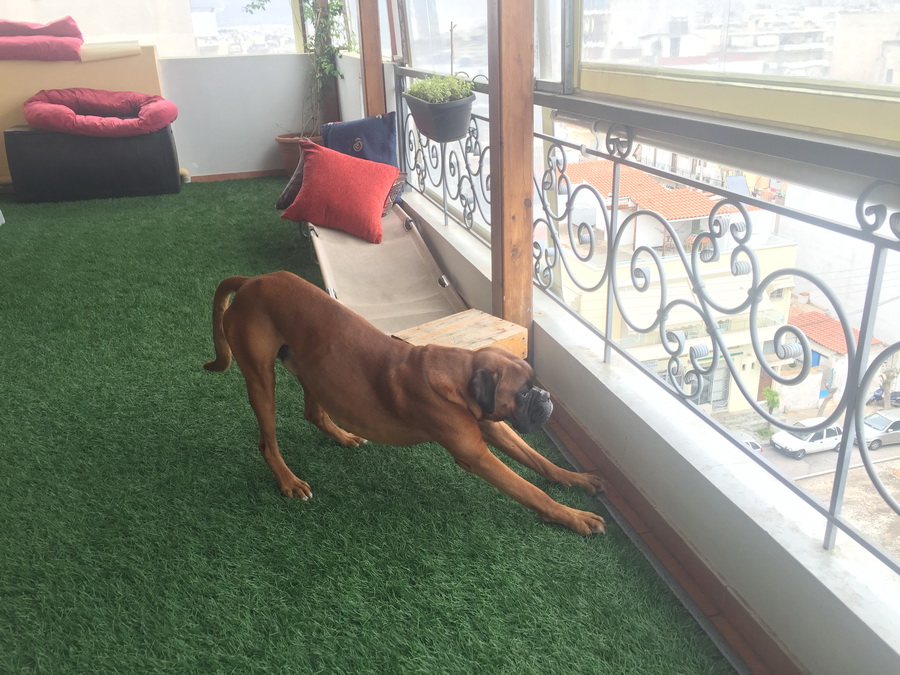DOG NEWS| Απαγορεύονται τα σκυλιά στα μπαλκόνια | All About Dog