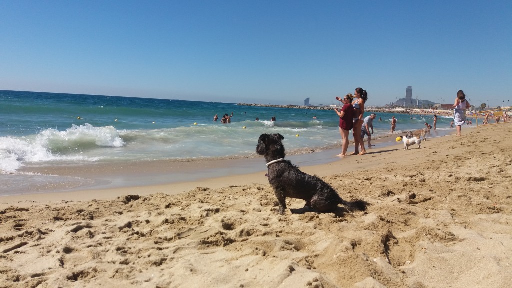 DOG NEWS| Η πρώτη pet friendly παραλία και με το νόμο ! | All About Dog