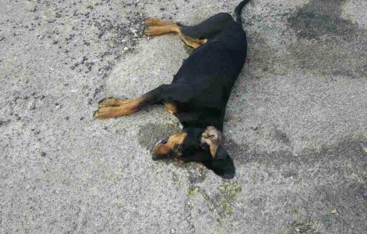 DOG NEWS| Υπάλληλοι του Δήμου στην Αράχωβα | All About Dog