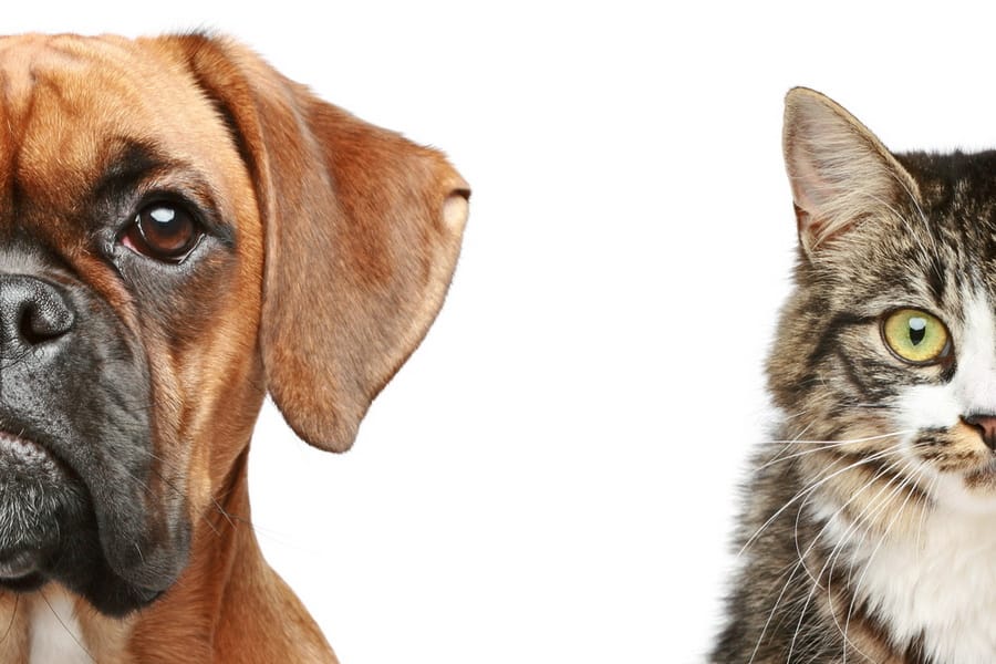 DOG NEWS| Τα σκυλιά είναι πιο έξυπνα από τις γάτες | All About Dog