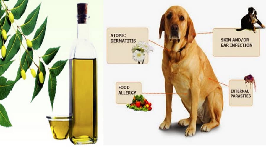 DOG NEWS| Neem λάδι για τον σκύλο! Τι είναι και τι | All About Dog