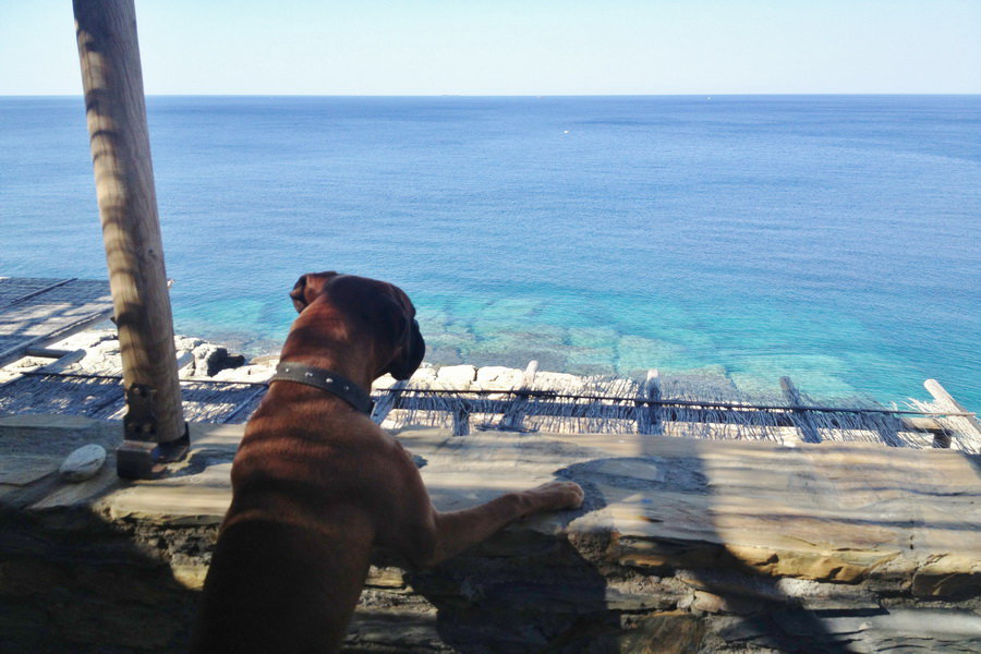 DOG NEWS| Διακοπές με σκύλο; Τα ελληνικά | All About Dog
