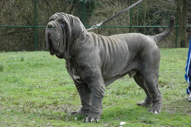 DOG NEWS| Neapolitan Mastiff (Mastino Napoletano) – Μαστίφ της | All ...
